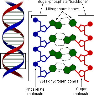 DNA WORLD FOMOUS: The structure of DNA