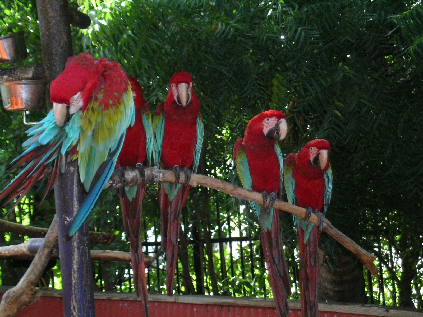 Food and Travel with Des: Sint Maarten & Saint Martin - More than a ...