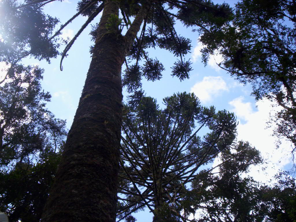 AROMAS E SABORES DA TERRA: PINHÃO!! SEMENTE DA ARAUCÁRIA.