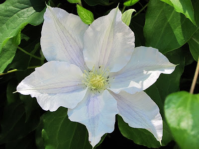 Little Bits from Linda: Ice Blue Clematis