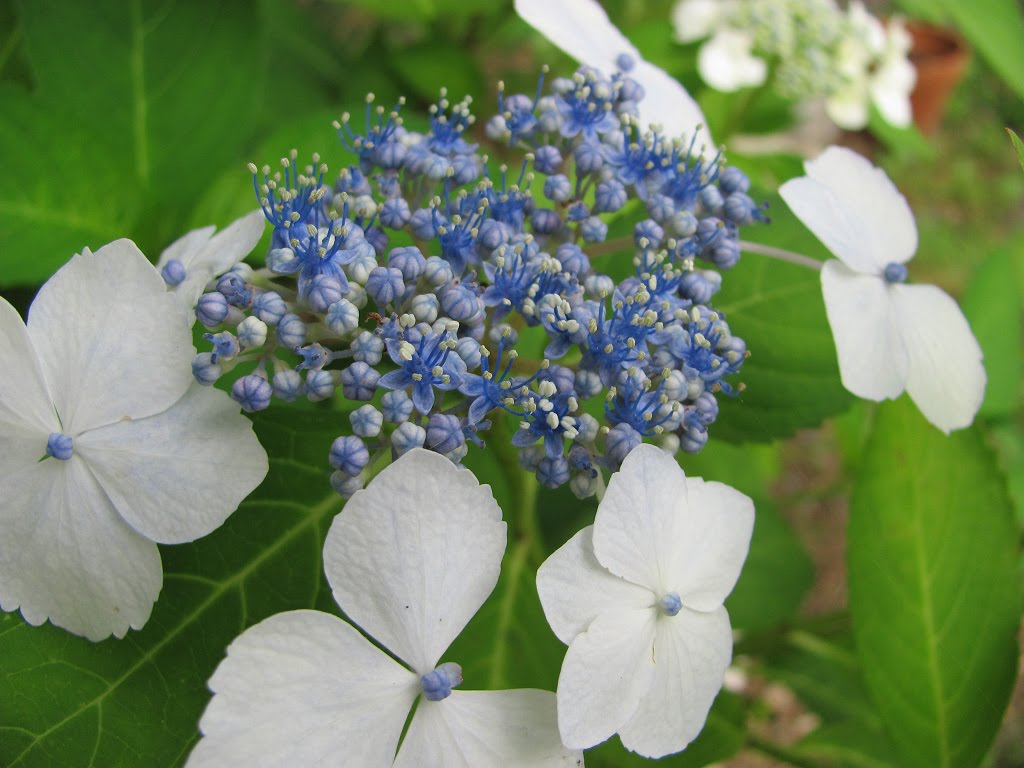 in this moment...: Blue Lace