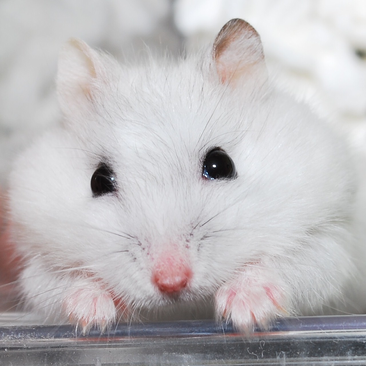 Hamsty Hamster World: November 2010