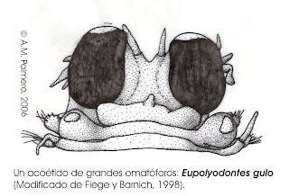 El Terrible Poliqueto Aberrante de las Cavernas: Sobre la familia ...
