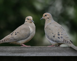 Wounded Hearts Beholding God: Two Mourning Doves