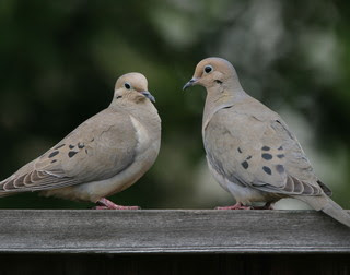 Wounded Hearts Beholding God: Two Mourning Doves