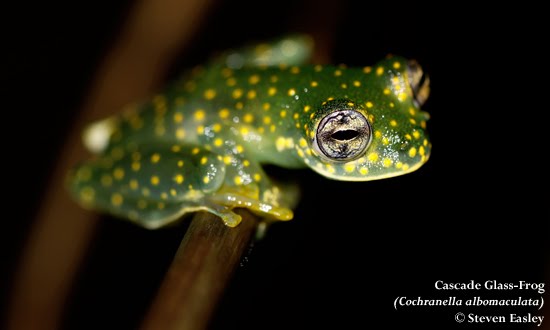Easley Birding: Glass Frogs Galore!!!
