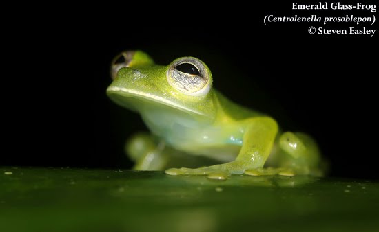 Easley Birding: Glass Frogs Galore!!!