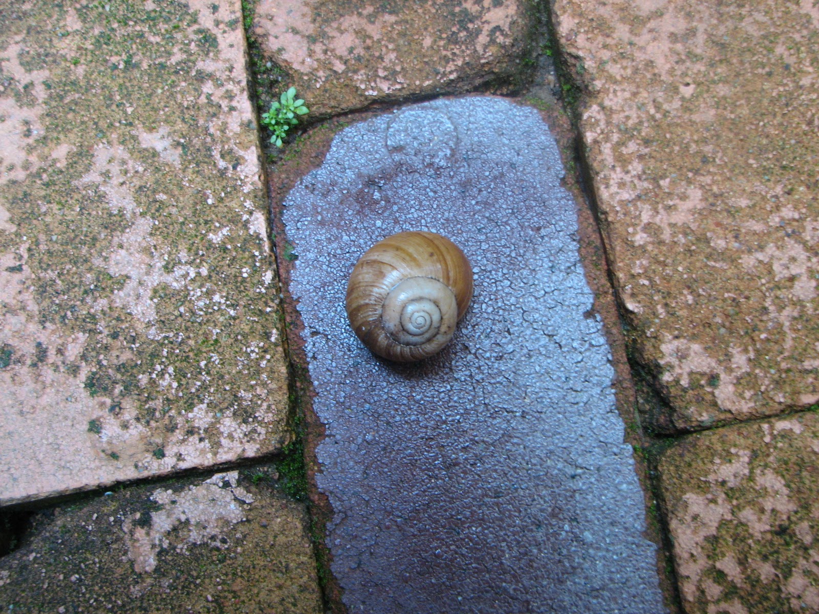Bush Bernie's Blog: Wildlife on Wednesday ... Slimy Snails. A beauty or ...