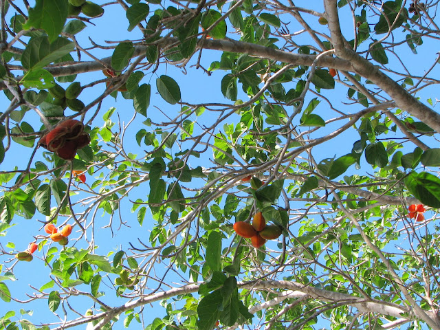 My Dry Tropics Garden: My own native 'Bush Tucker' tree - Sterculia ...
