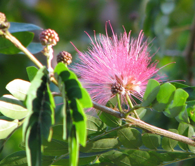My Dry Tropics Garden: Calliandras - the striking Powderpuffs.