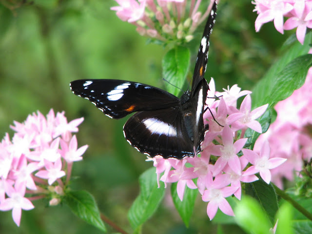 Bush Bernie's Blog: Wildlife on Wednesday - Common Eggfly Butterfly ...