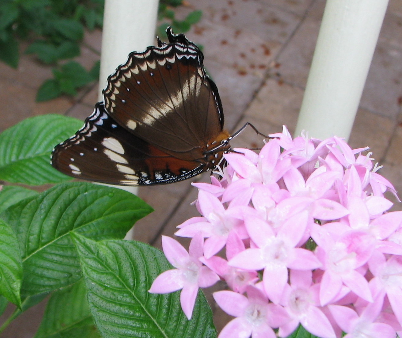 Bush Bernie's Blog: Wildlife on Wednesday - Common Eggfly Butterfly ...