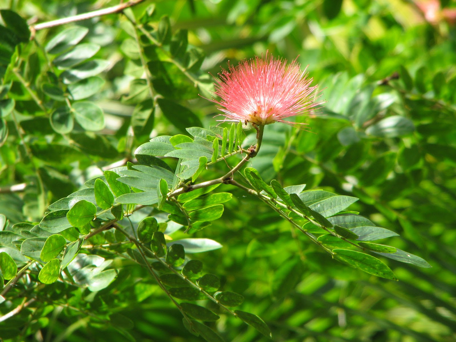 My Dry Tropics Garden: Calliandras - the striking Powderpuffs.