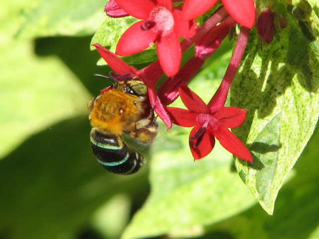 Bush Bernie's Blog: Wildlife on Wednesday ... the native Blue-Banded Bee.