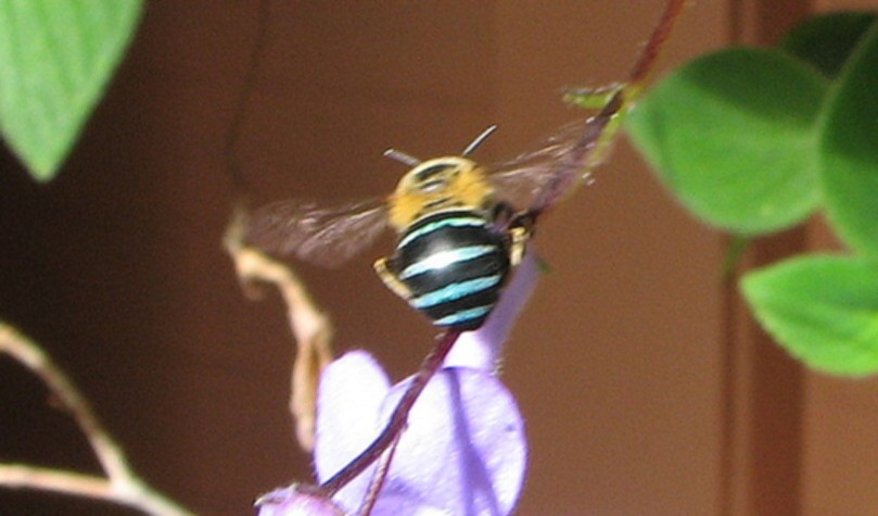 Bush Bernie's Blog: Wildlife on Wednesday ... the native Blue-Banded Bee.