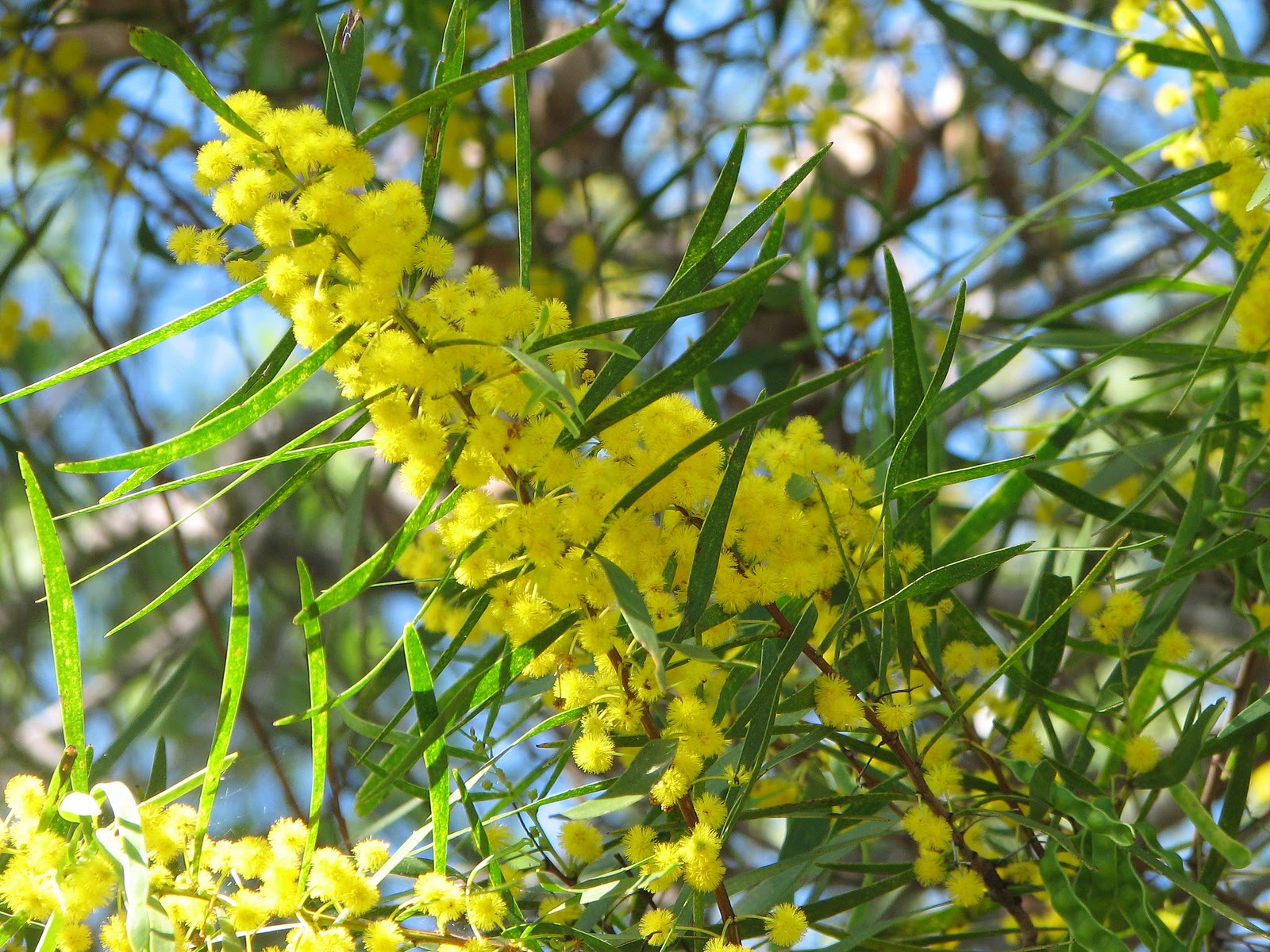 My Dry Tropics Garden: Our First Day of Spring Downunder ... and Our ...