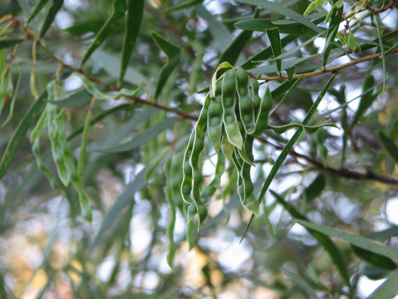 My Dry Tropics Garden: Our First Day of Spring Downunder ... and Our ...