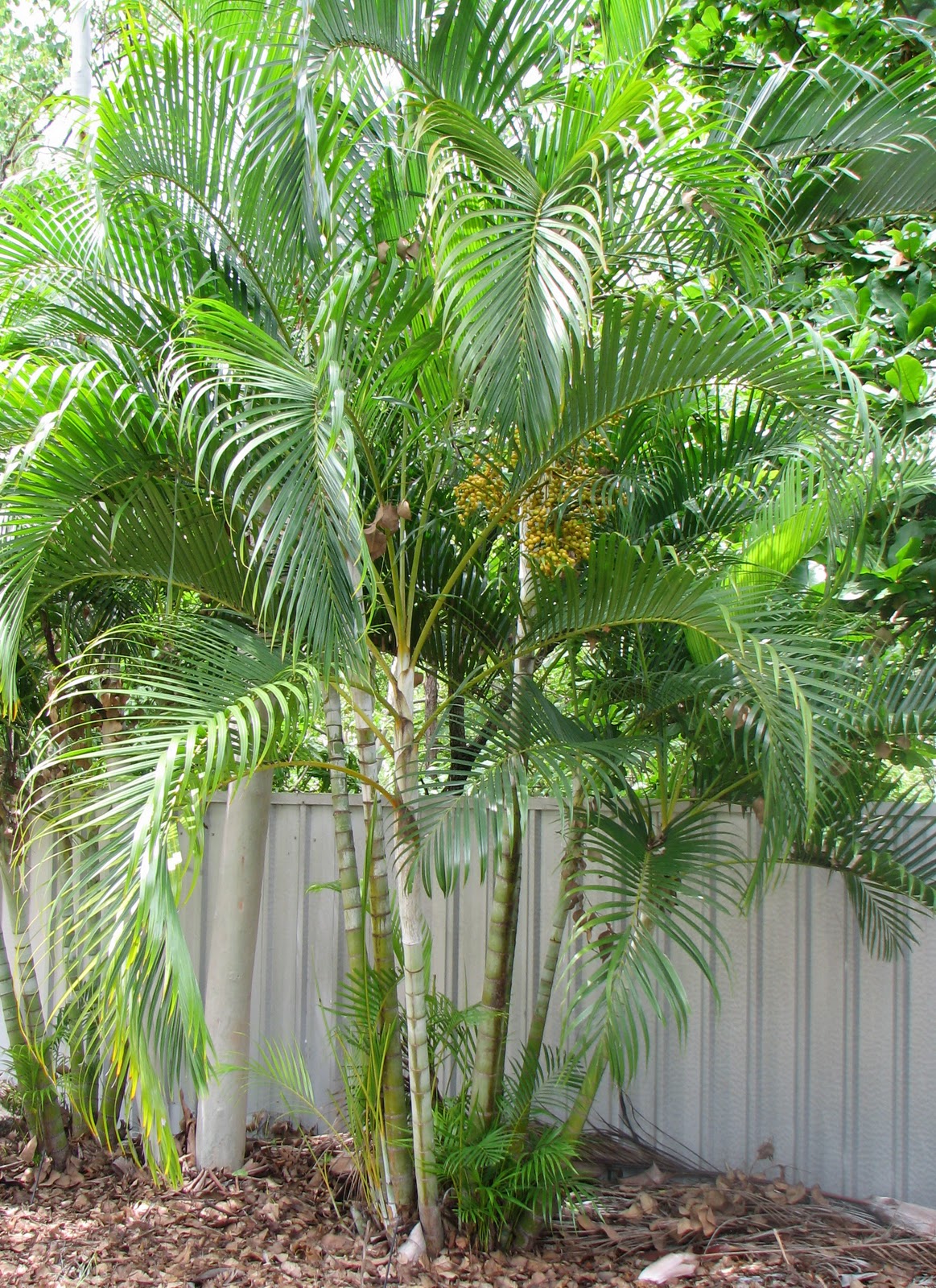 My Dry Tropics Garden: My Place - Part 3: My Driveway Garden Beds.