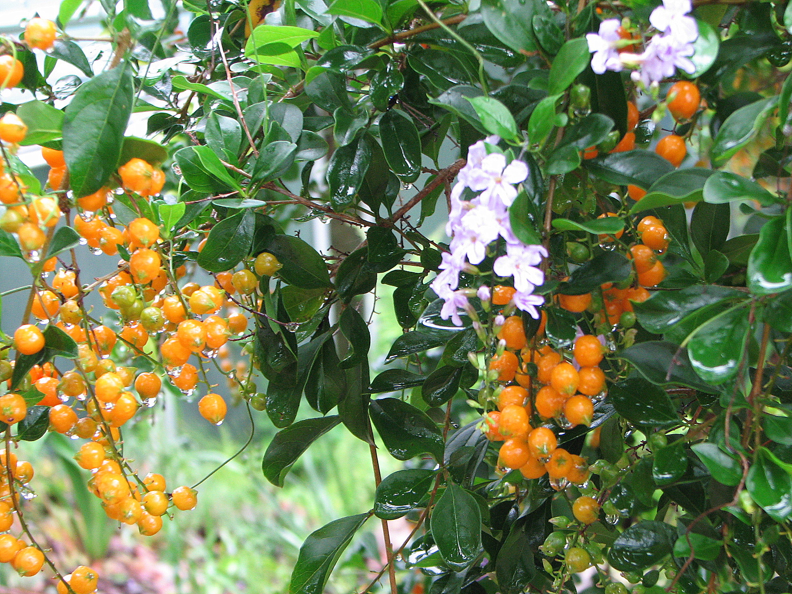 My Dry Tropics Garden: My Place - Part 3: My Driveway Garden Beds.