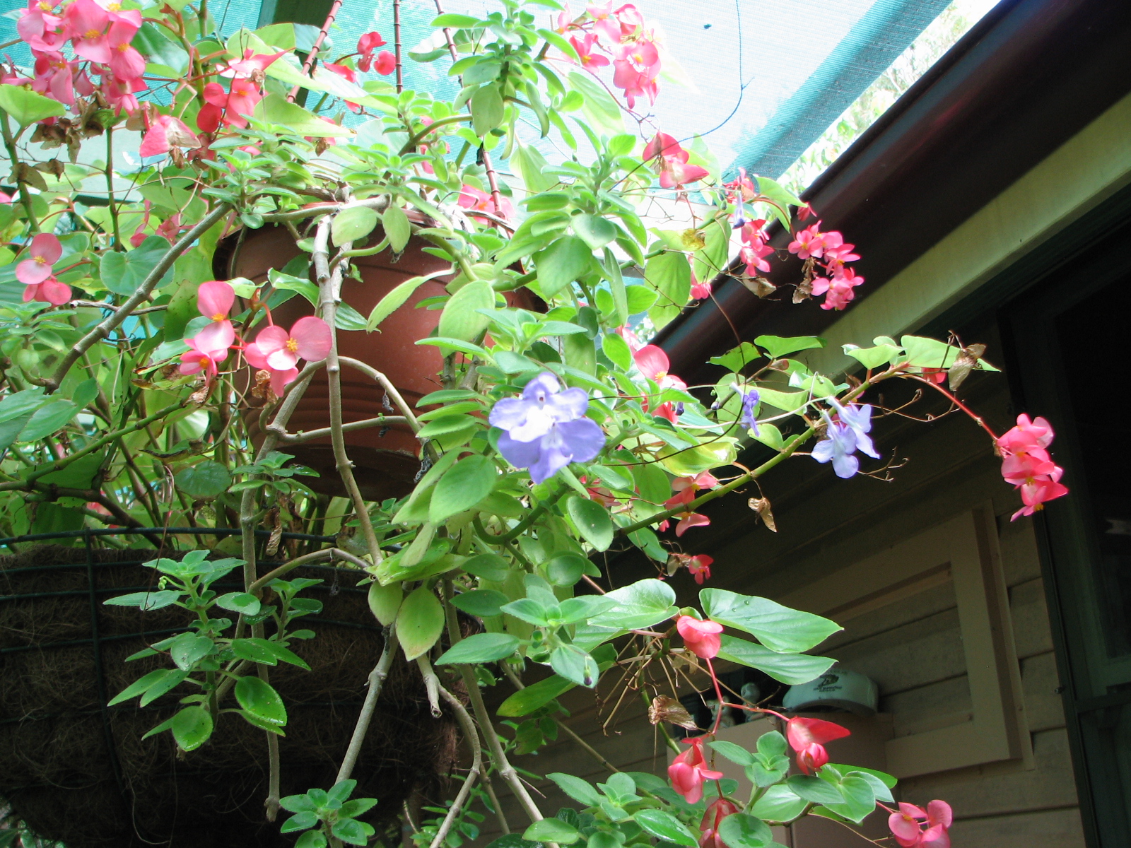 Bush Bernie's Blog: Flower Flaunt on Friday/Mosaic Monday - in the ...