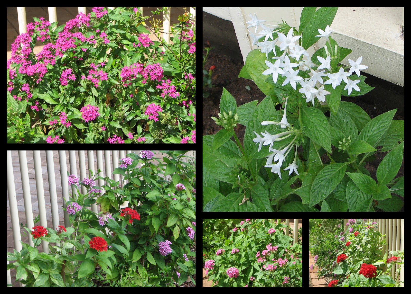 Bush Bernie's Blog: Flower Flaunt on Friday/Mosaic Monday - in the ...