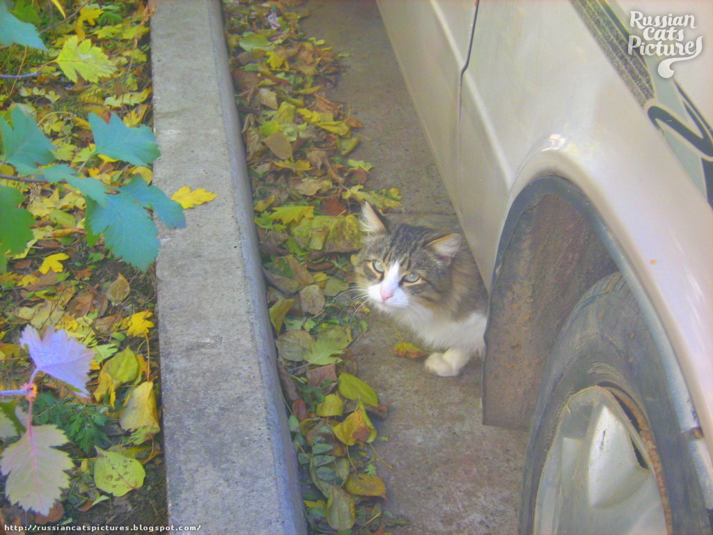 Sniffy Tabby Cat — Russian Cats Pictures