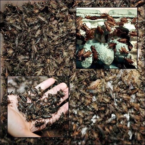 Biotério CASA: Nossas Fotos