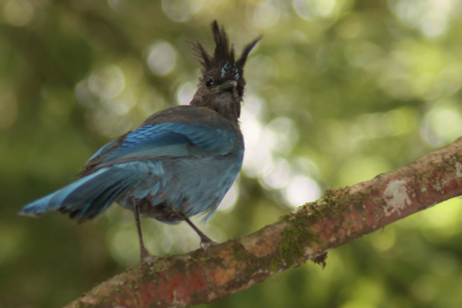 Copper Crow Studio: Bird Photos