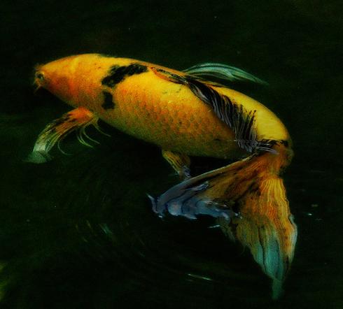 Renée Finberg ' TELLS ALL ' in her blog of her Adventures in Design ...