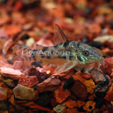 Peppered Cory Cat - Freshwater Fishs