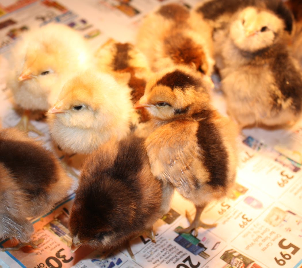 The Impatient Crafter : May 2010