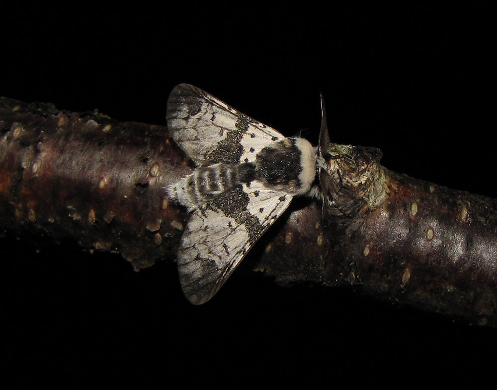 Daniel´s birdblog: Kitten Moth night