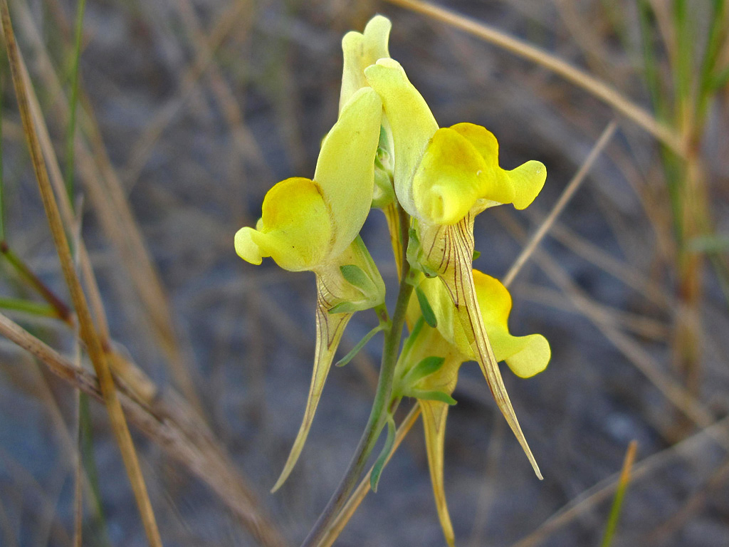naturaleza naturalmente: Linaria polygalifolia Hoffmans and Link