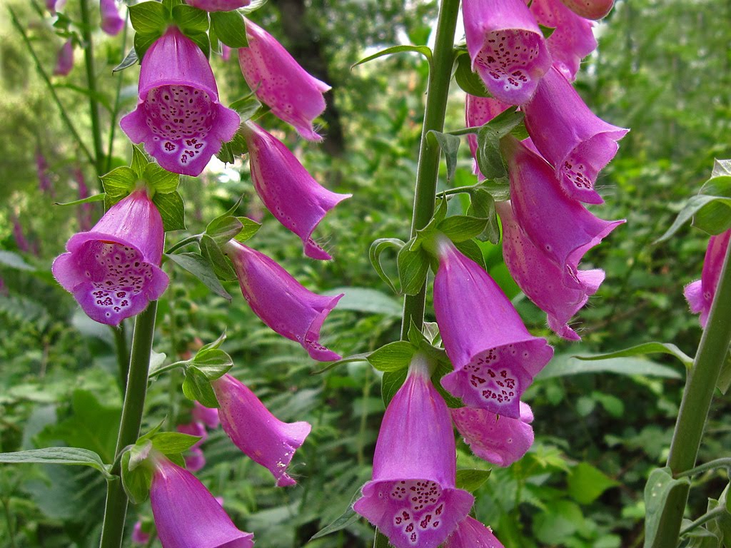 naturaleza naturalmente: Digitalis purpurea L.