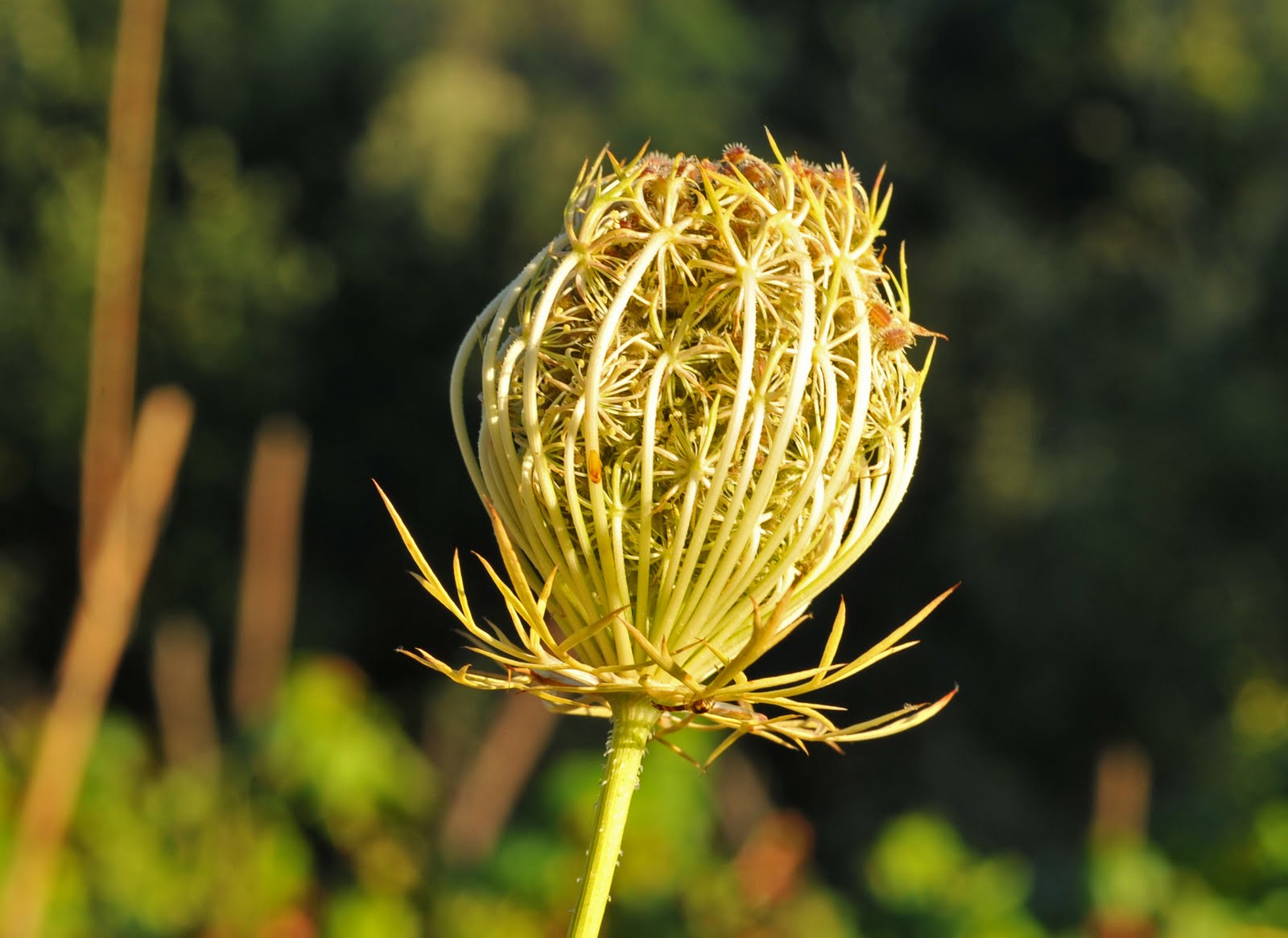 naturaleza naturalmente: Daucus carota L.