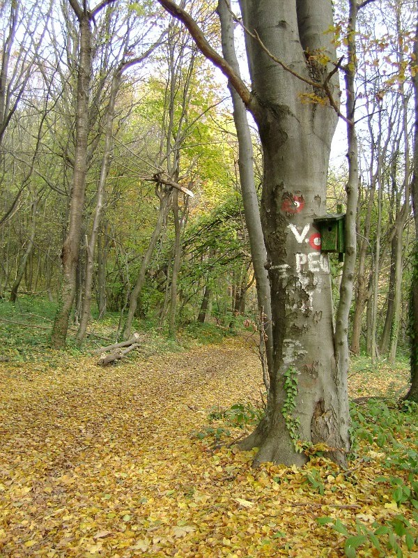 Medvednica.info: Planinarske staze 31 i 32