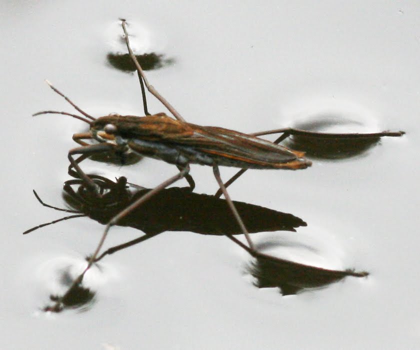 Bill Senior's Invertebrate Photographs: Pond skater (Gerris lacustris)