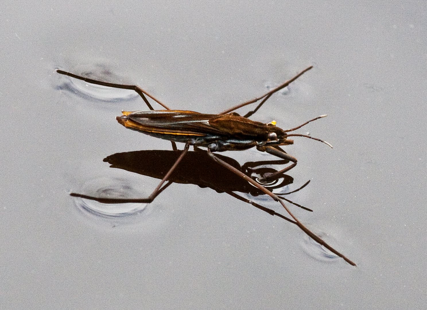 Bill Senior's Invertebrate Photographs: Pond skater (Gerris lacustris)