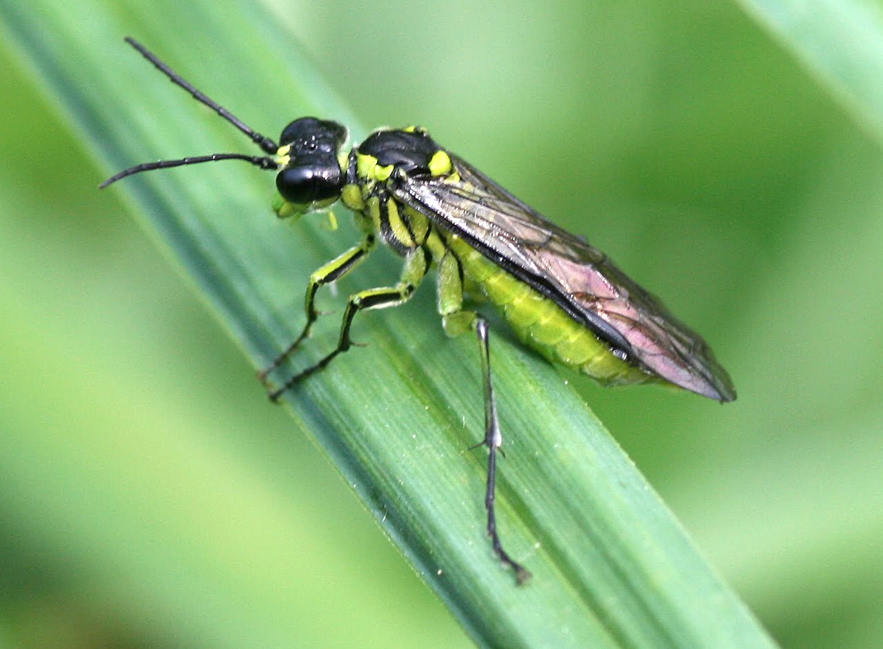 Bill Senior's Invertebrate Photographs: Sawfly (Tenthredo sp.)