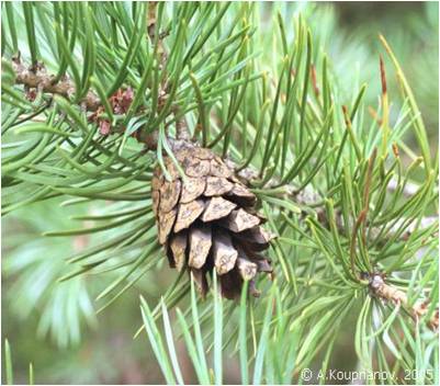 PractricadeBiologiav: Coniferophytas