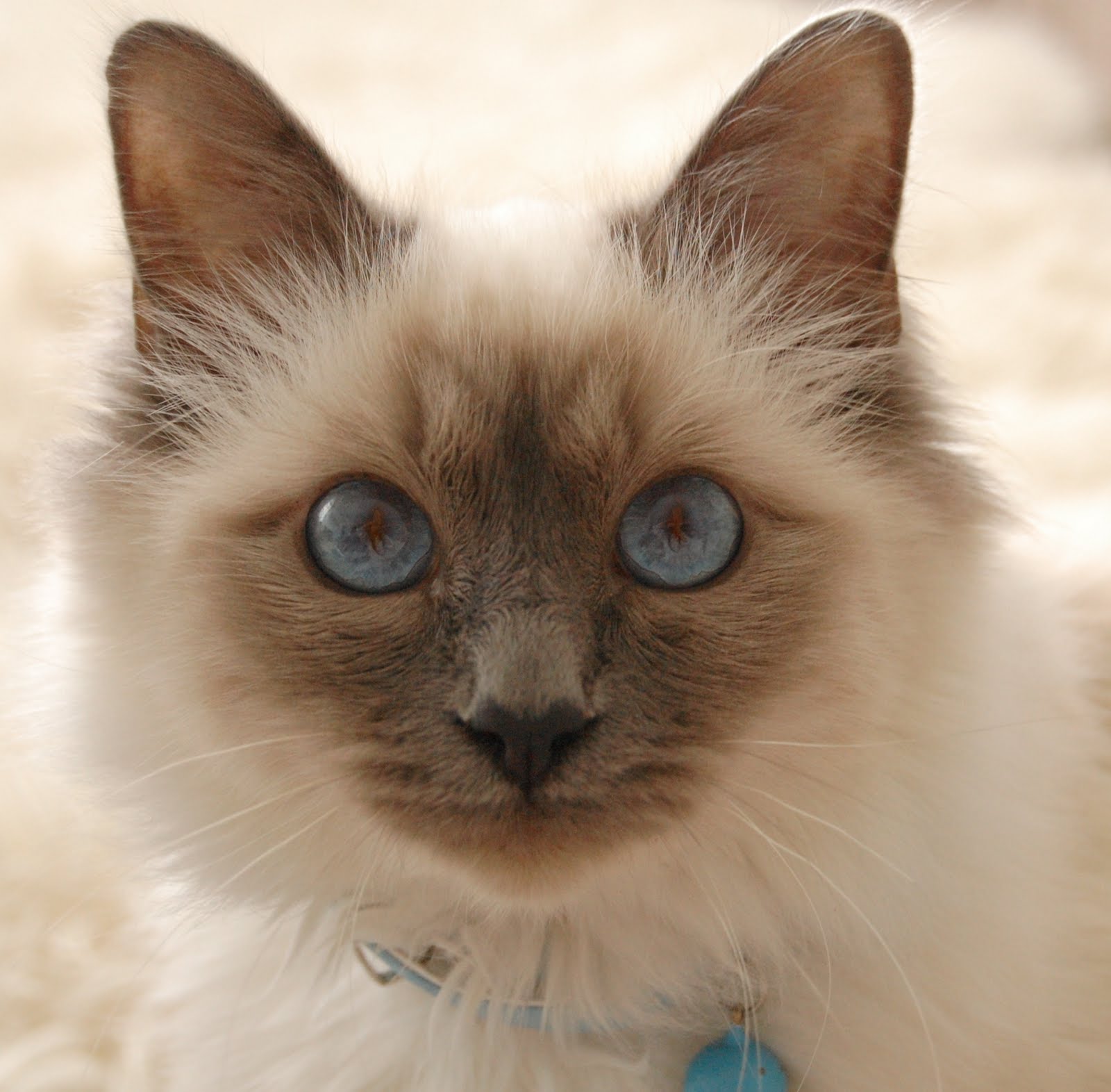 Fru Lunas Drømmefabrikk: Katter som matcher interiøret!