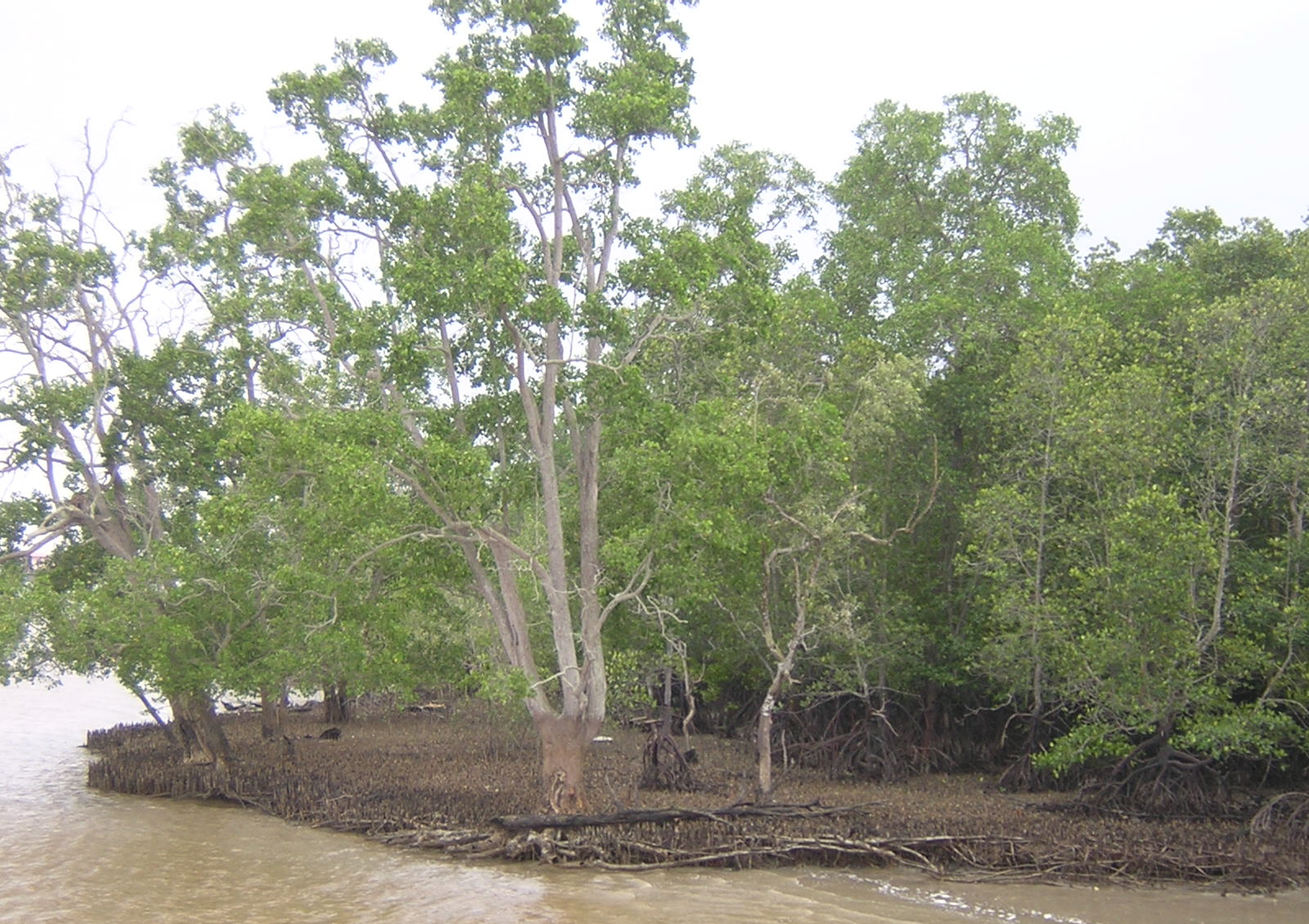 Peggy Loh ~ My Johor Stories: Wetland Wonders