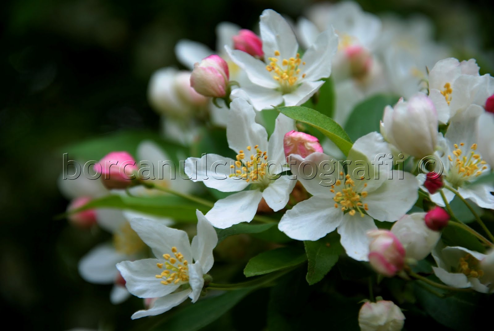 Borcanul cu fotografii: Un copac cu flori...