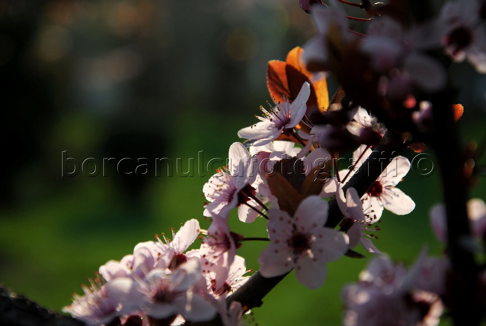 Borcanul cu fotografii: Un copac cu flori...
