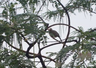 In Search of the Common House Sparrow In Attingal
