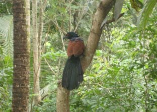In Search of the Common House Sparrow In Attingal