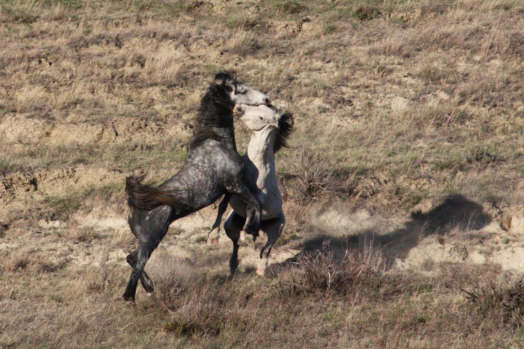 Wild Horses of T R N P: The NORTH DAKOTA BADLANDS HORSE