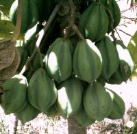 COELLO TOLIMA: LA PAPAYUELA