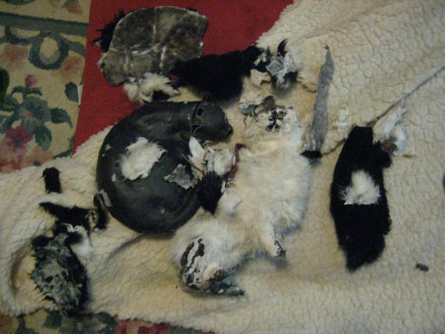 jolie blogs: skinning a cat