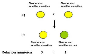 Evolución: Genética - Variabilidad Y Herencia.